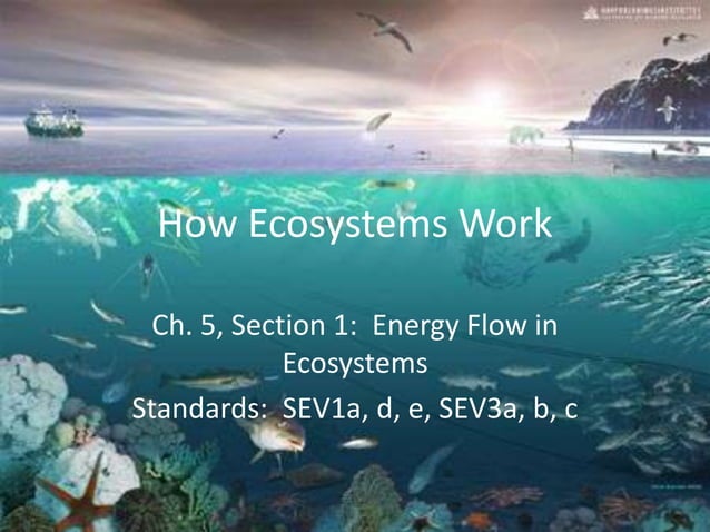 Unit 2 a ch 5 s1 energy flow in ecosystems | PPT