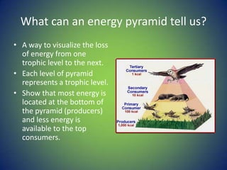 Unit 2 a ch 5 s1 energy flow in ecosystems | PPT