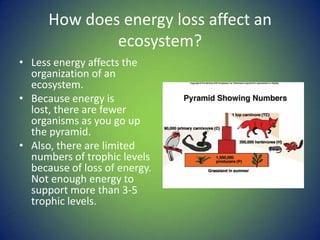 Unit 2 a ch 5 s1 energy flow in ecosystems | PPT