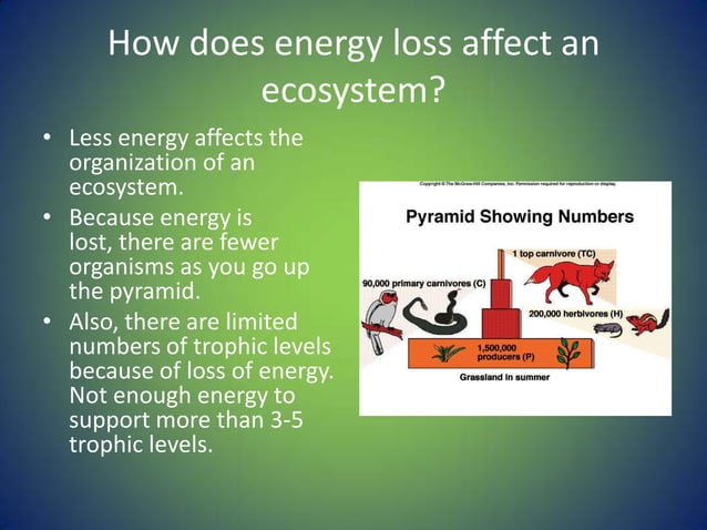 Unit 2 a ch 5 s1 energy flow in ecosystems | PPT
