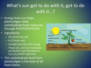 Unit 2 a ch 5 s1 energy flow in ecosystems | PPT