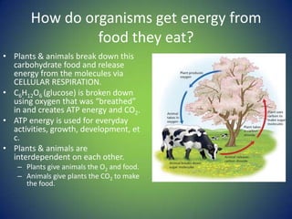 Unit 2 a ch 5 s1 energy flow in ecosystems | PPT