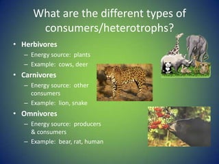 Unit 2 a ch 5 s1 energy flow in ecosystems | PPT
