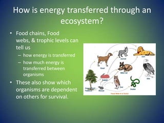 Unit 2 a ch 5 s1 energy flow in ecosystems | PPT
