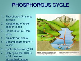 Unit 2 a ch 5 s2 the cycling of materials | PPT | Chemistry | Science