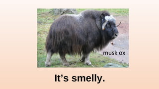 Unit 2 Superlative adjectives | PPT