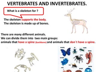 Unit 2 animals | PPTX