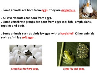 Unit 2 animals | PPTX