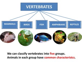Unit 2 animals | PPTX