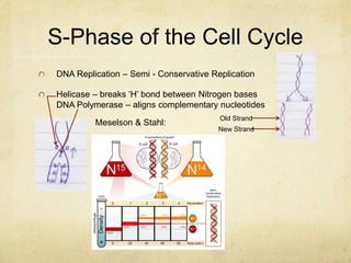 AQA Unit 2 AS Biology | PPT