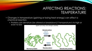 Unit_2_Biochemical_Reactions_pt_2.pdf