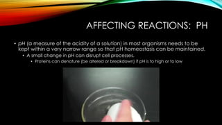 Unit_2_Biochemical_Reactions_pt_2.pdf