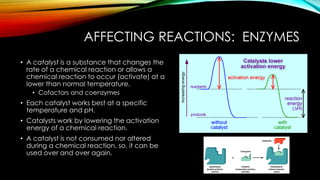 Unit_2_Biochemical_Reactions_pt_2.pdf