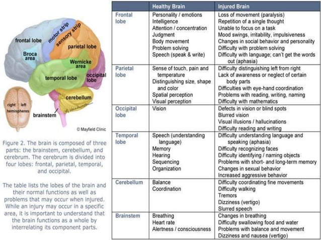 Unit 2 Biopsychology PowerPoint | PPTX | Brain and Nervous System Disorders | Diseases and ...