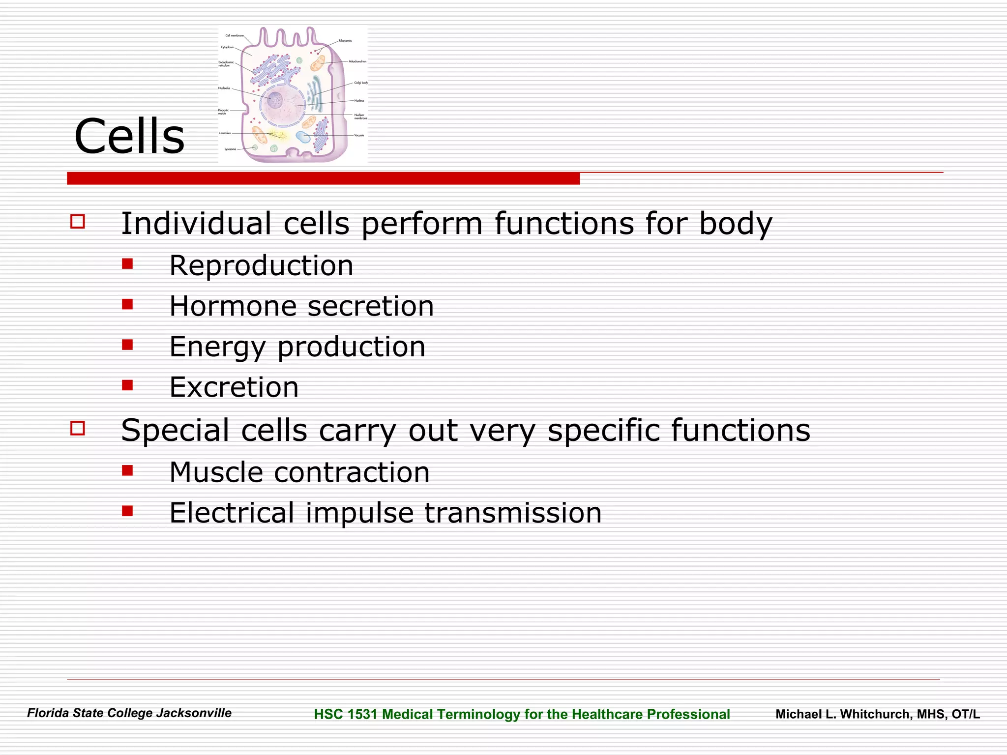 Body Organization Terminology | PPT | Biological Sciences | Science