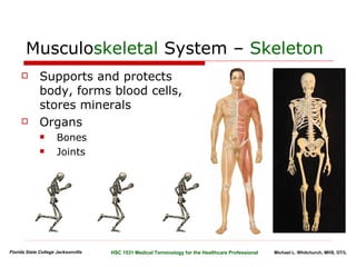 Body Organization Terminology | PPT