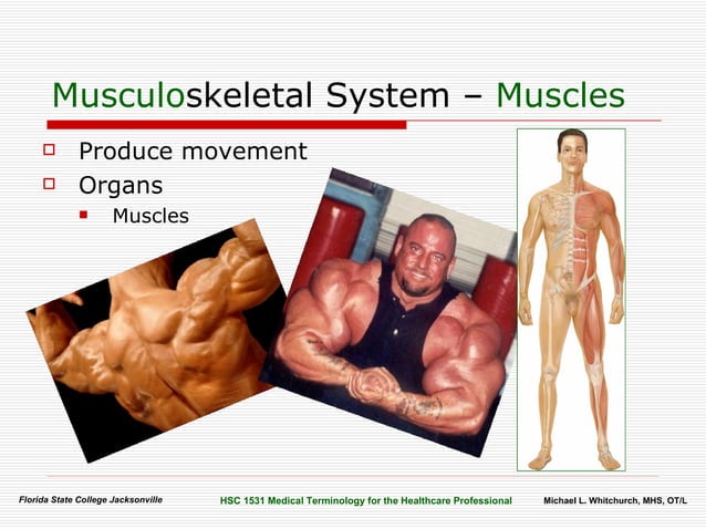 Body Organization Terminology | PPT | Biological Sciences | Science