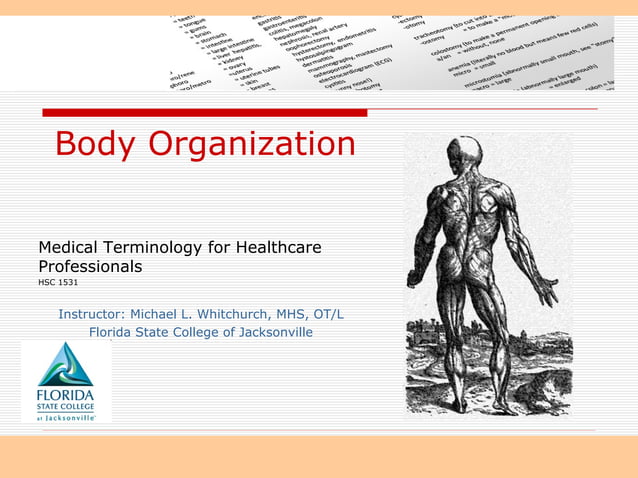 Body Organization Terminology | PPT | Biological Sciences | Science