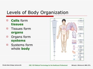 Body Organization Terminology | PPT