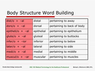 Body Organization Terminology | PPT