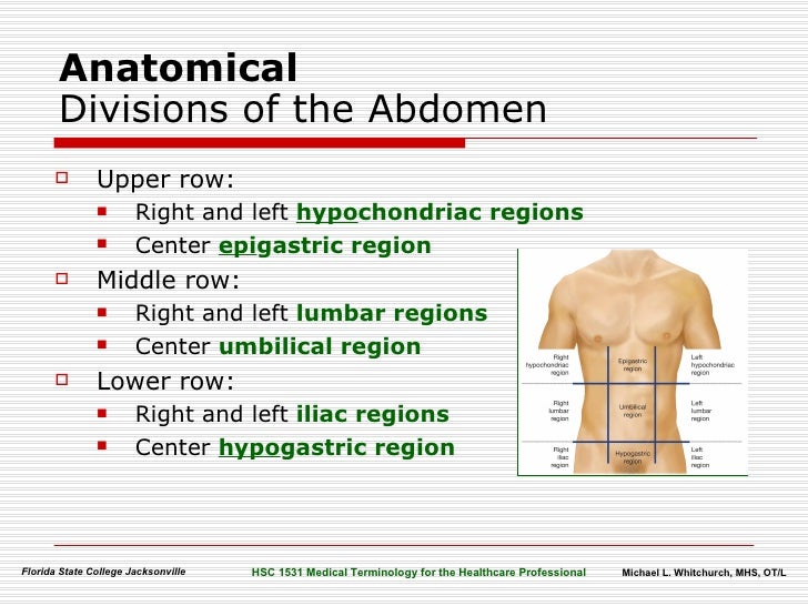 Body Organization Terminology