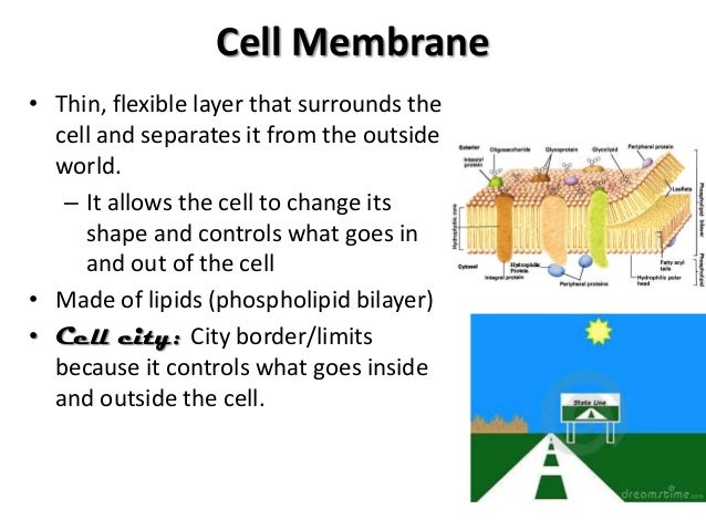 Unit 2 cells notes