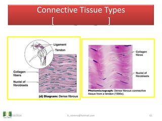 Connective Tissue Membranes