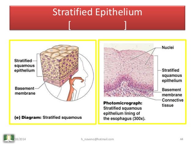 Unit 2 Cells, Tissues & Membranes