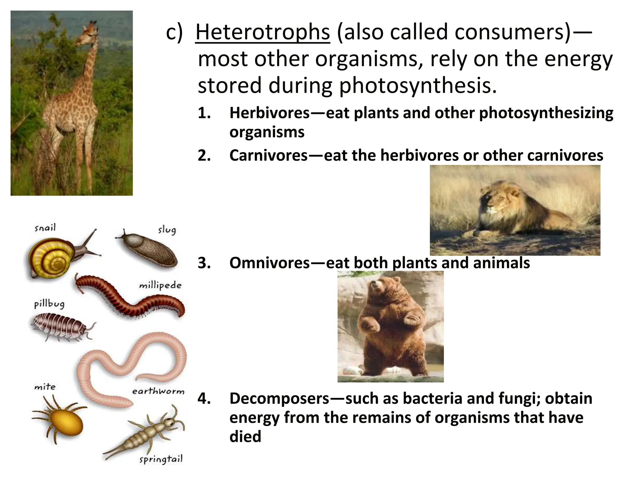 Unit 2 Characteristics of cells lesson week 7and 8.pptx