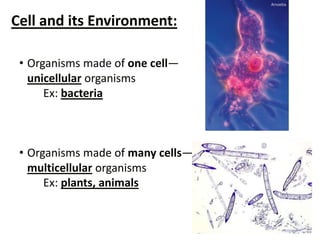 Unit 2 Characteristics of cells lesson week 7and 8.pptx