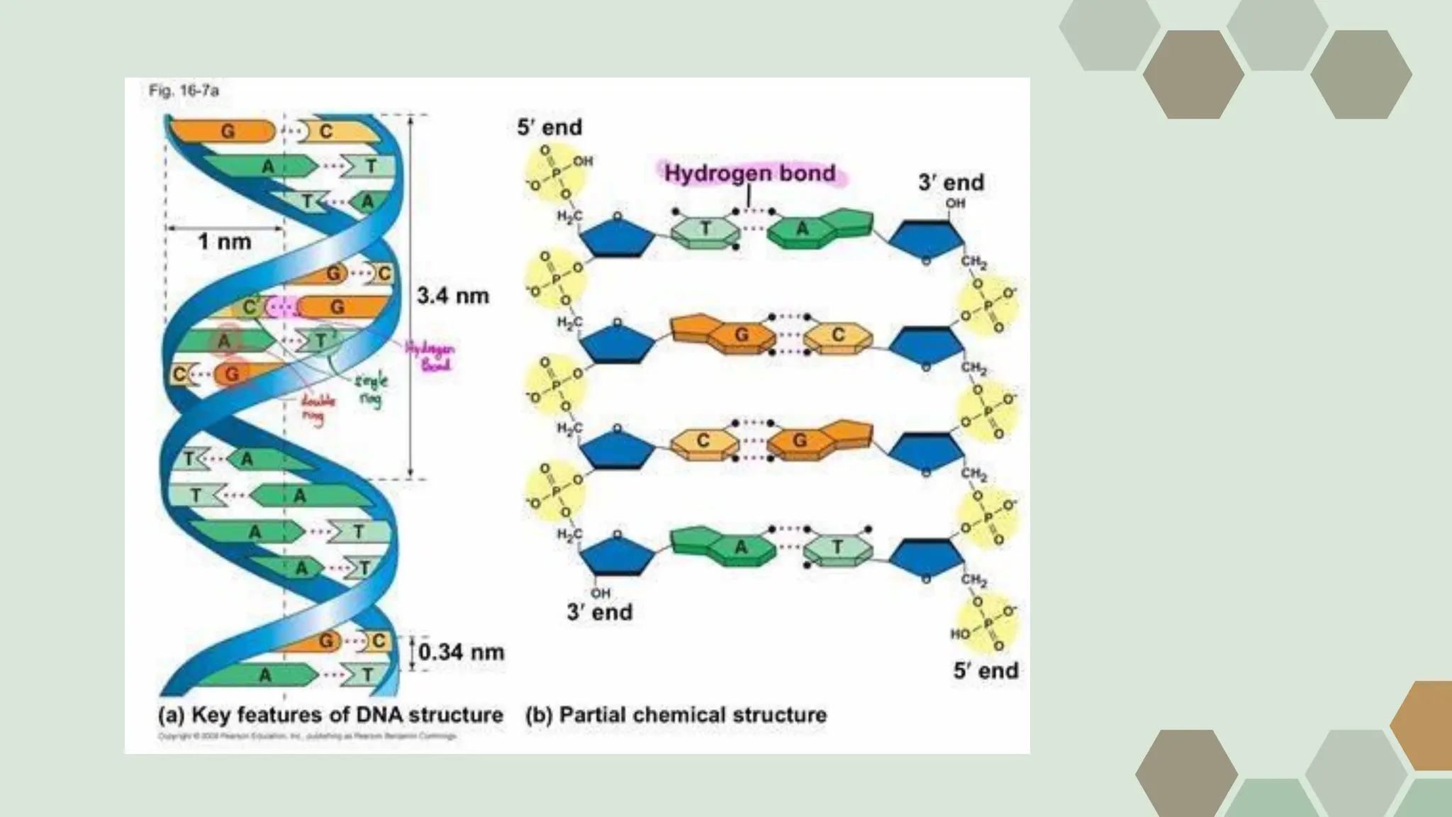 UNIT 2 Chemistry of Life: Biomolecules and water | PDF