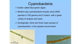 Cynobacteria_Dr Jagadisha T Presentation | PPT