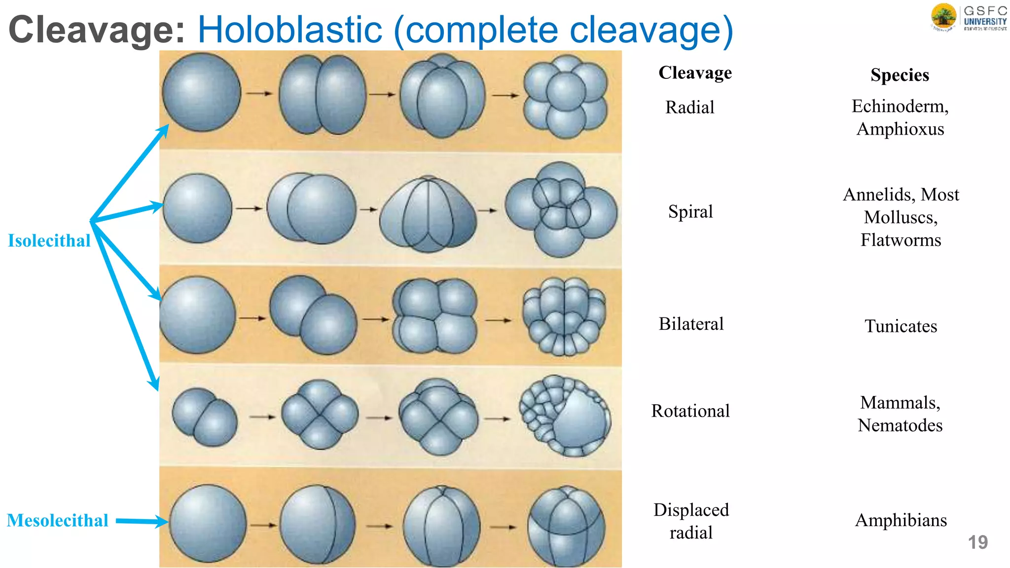 Cleavage Definition Types And Mechanism PPTX Cleavage Definition Types And Mechanism PPTX