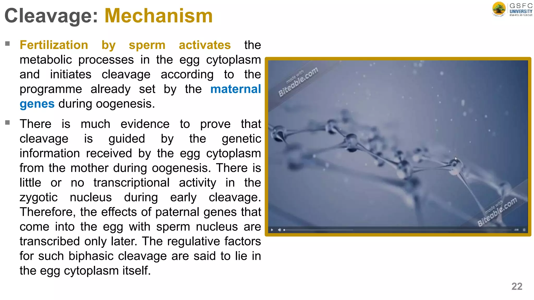 Cleavage: Definition, types, and mechanism | PPTX