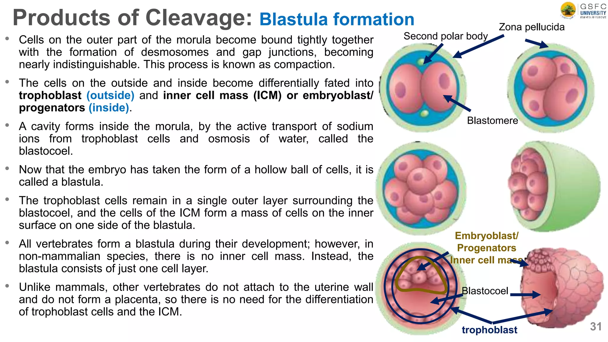 Cleavage: Definition, types, and mechanism | PPTX
