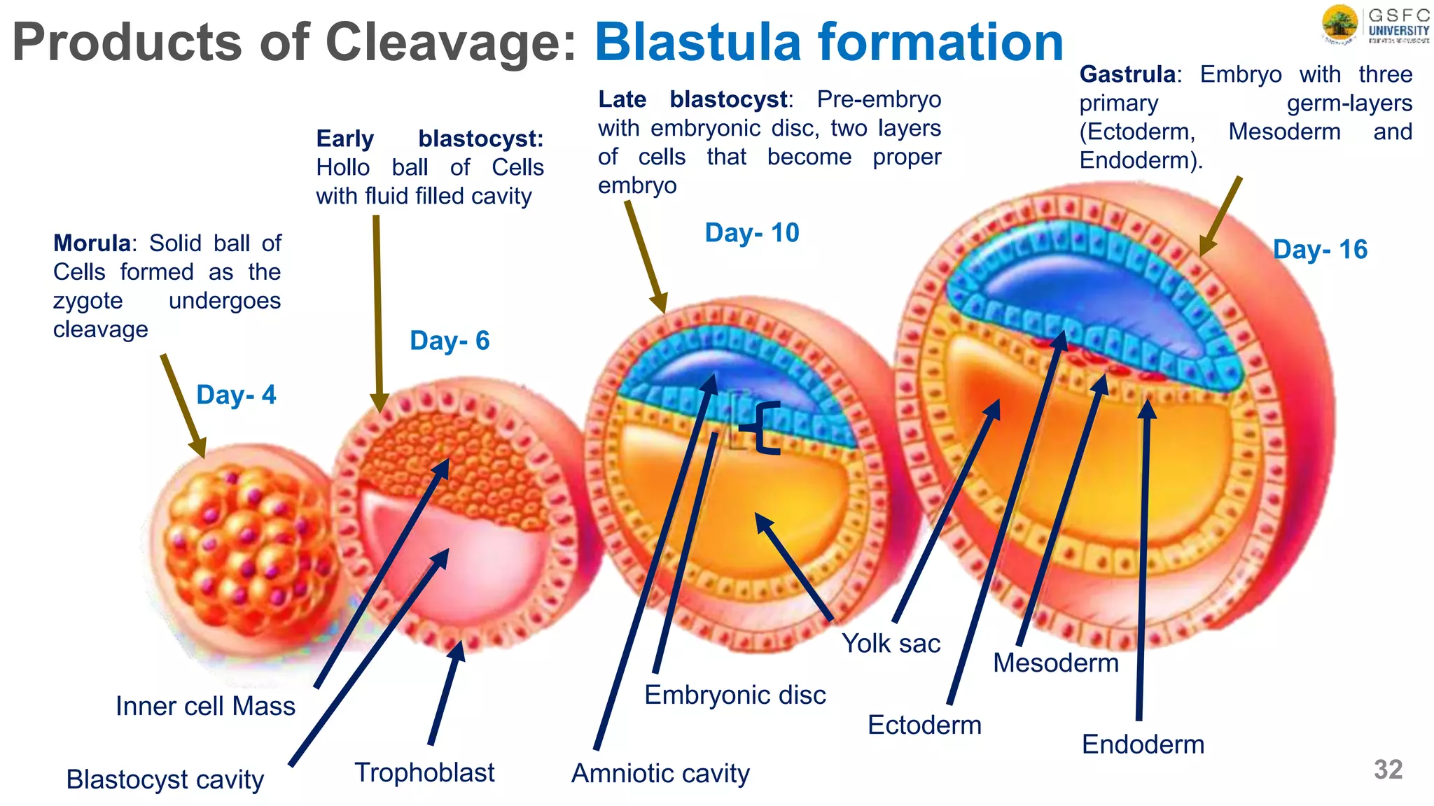 Cleavage: Definition, types, and mechanism | PPTX