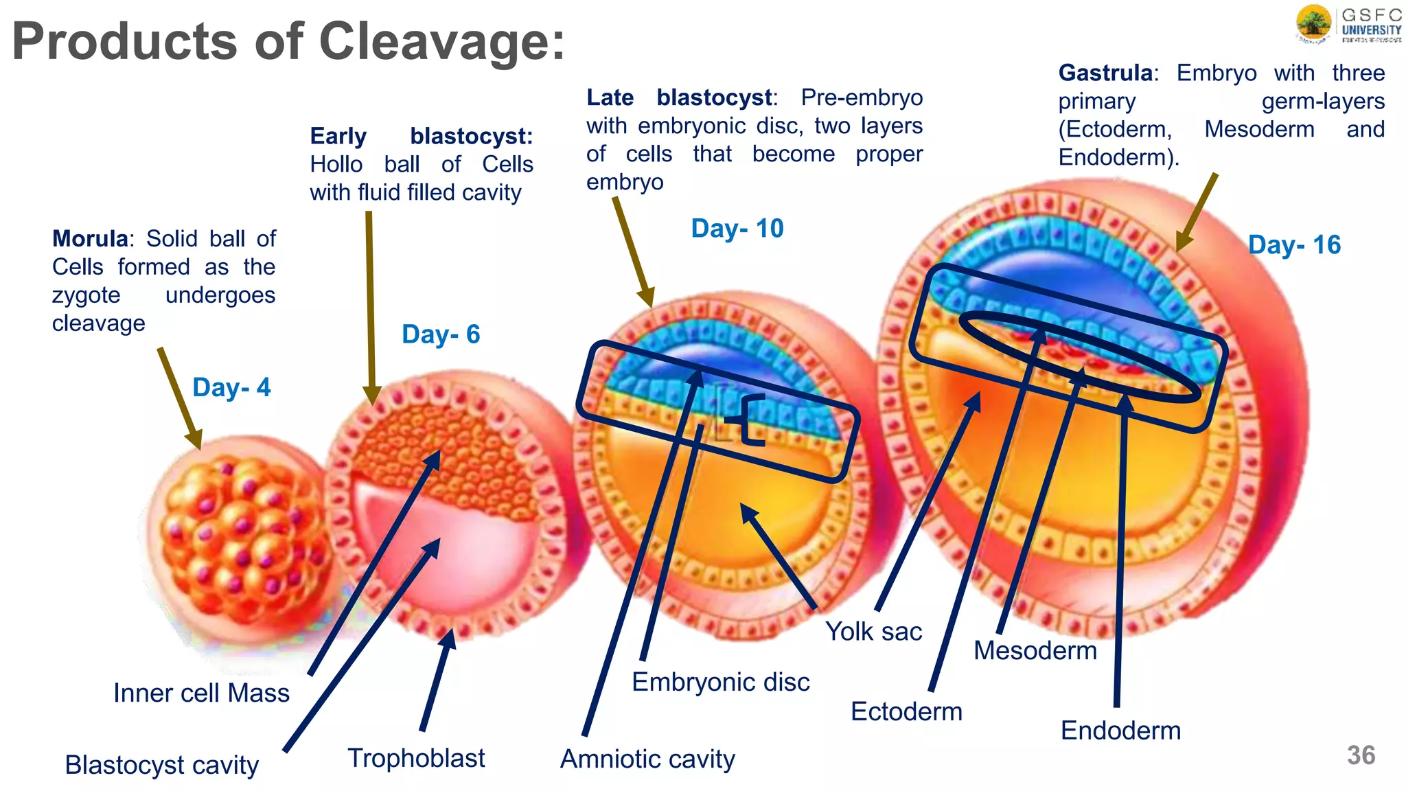 Cleavage: Definition, types, and mechanism | PPTX