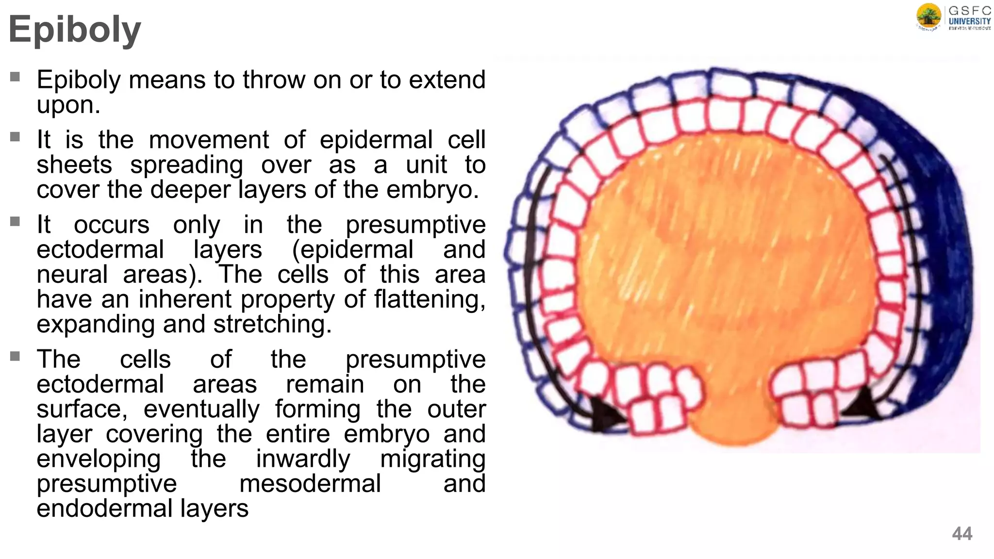 Cleavage: Definition, types, and mechanism | PPTX