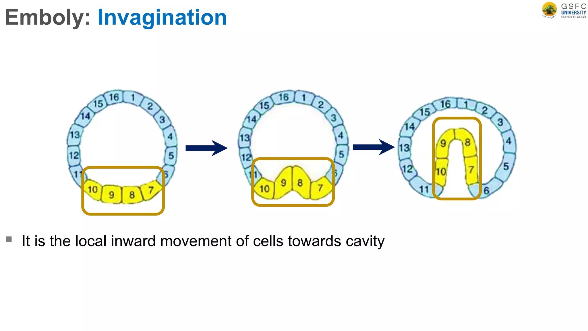 Cleavage: Definition, types, and mechanism | PPTX