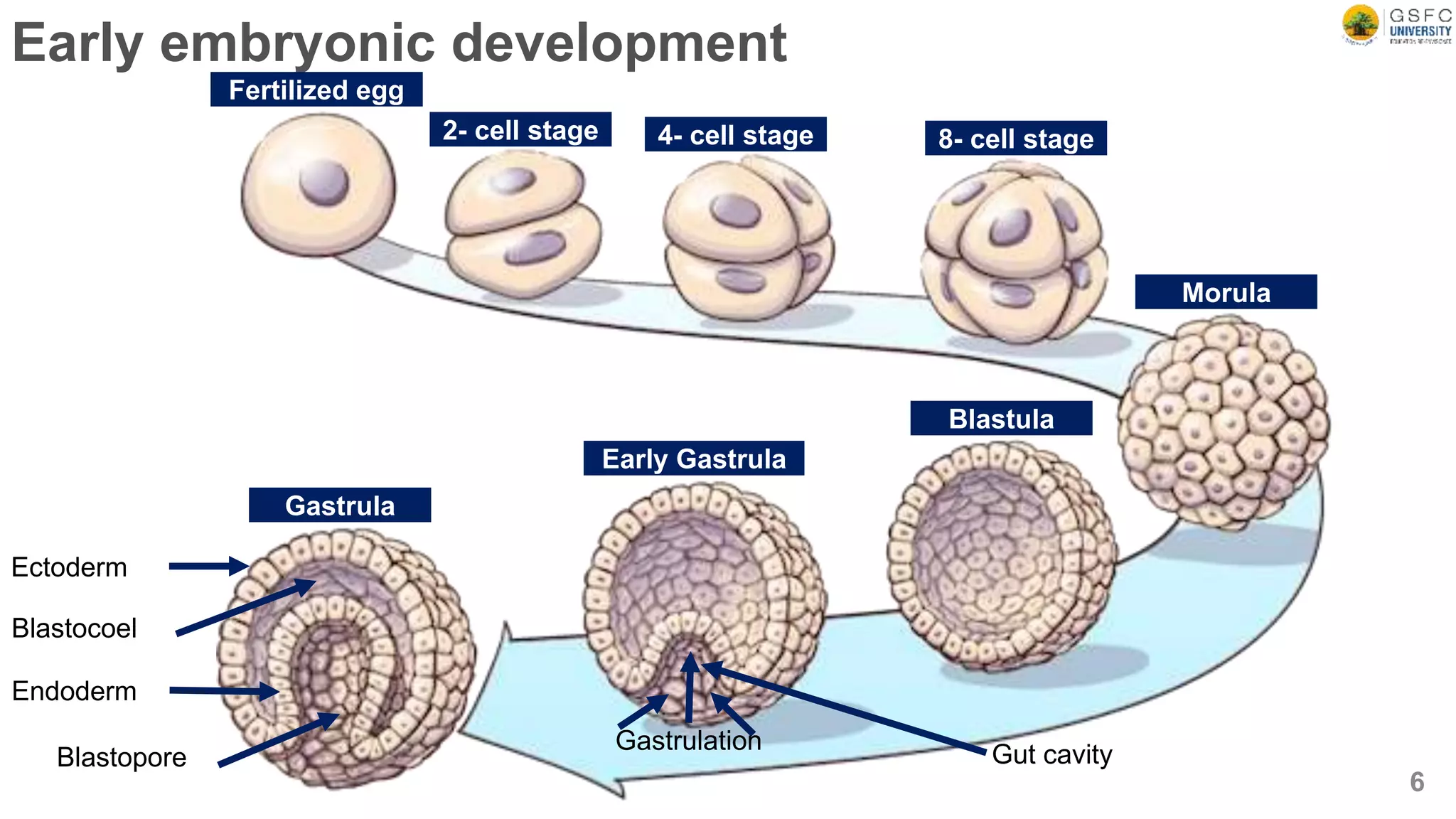 Cleavage: Definition, types, and mechanism | PPTX