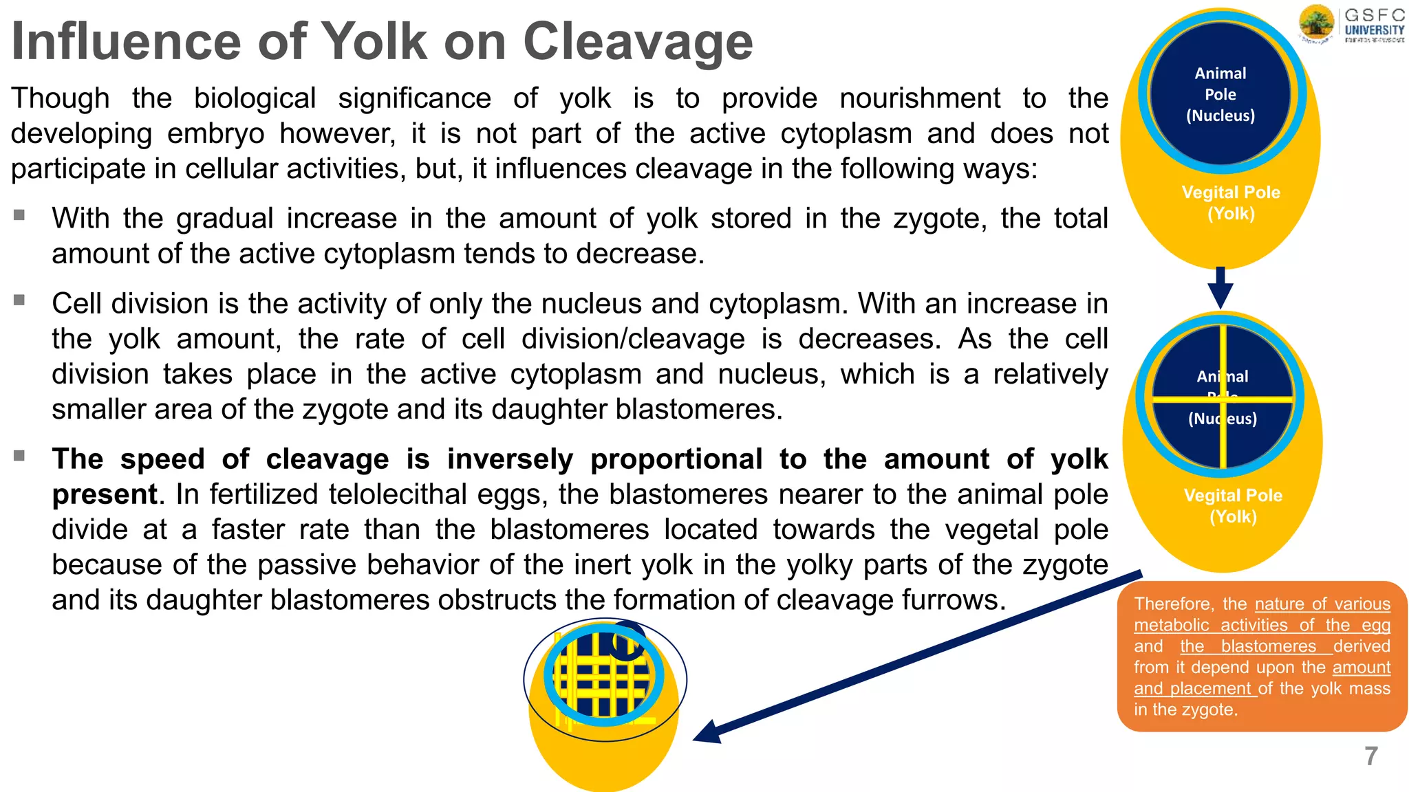 Cleavage: Definition, types, and mechanism | PPTX