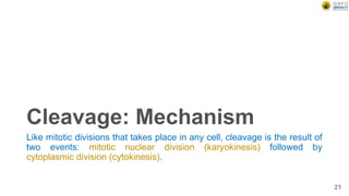 Cleavage: Definition, types, and mechanism | PPTX