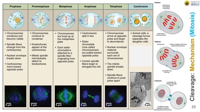 Cleavage: Definition, types, and mechanism | PPTX