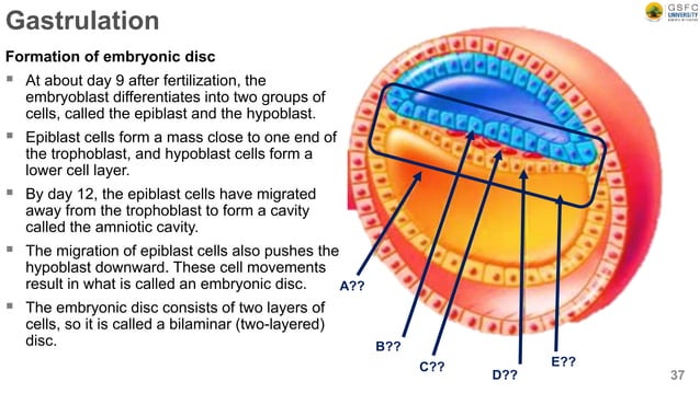 Cleavage: Definition, types, and mechanism | PPTX