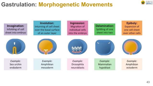 Cleavage: Definition, types, and mechanism | PPTX