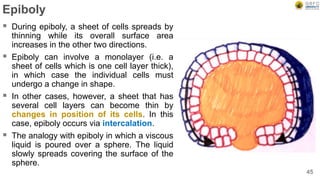 Cleavage: Definition, types, and mechanism | PPTX