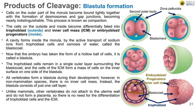 Cleavage: Definition, types, and mechanism | PPT