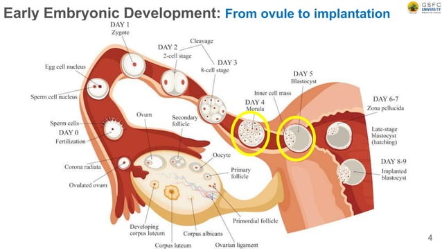 Cleavage: Definition, types, and mechanism | PPT