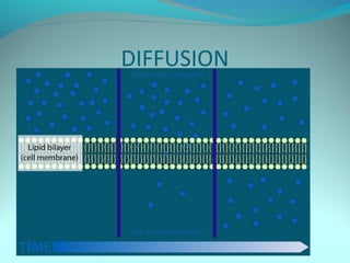 Unit 2 diffusion and osmosis | PPT