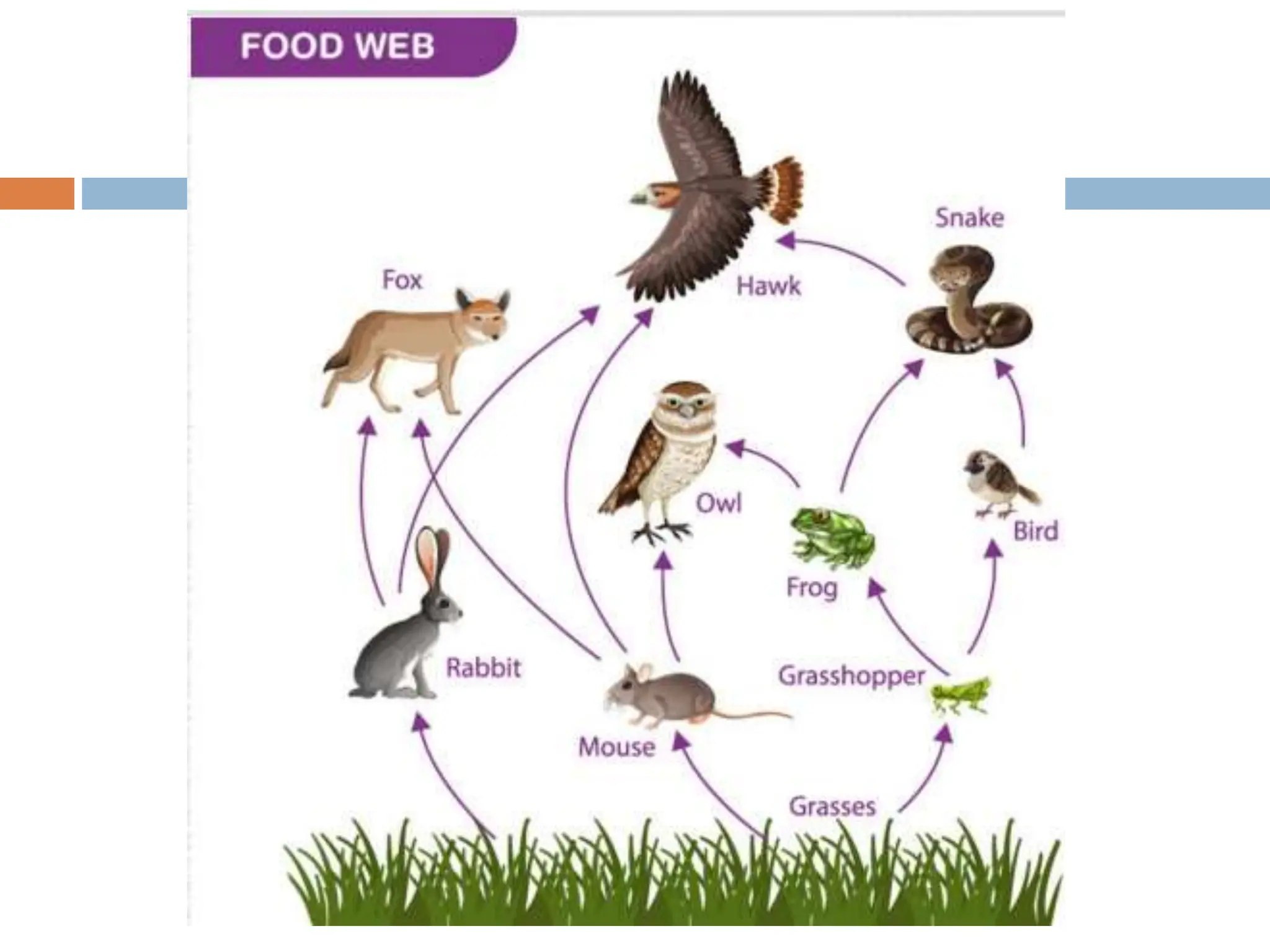 Unit 2 Ecosystem edited.pptx and environment | PPTX